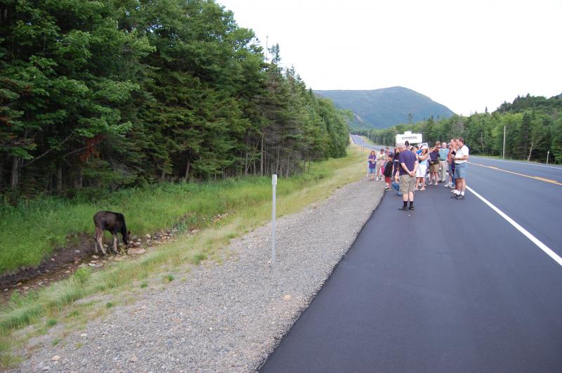 On the Look Out for Moose in the White Mountains